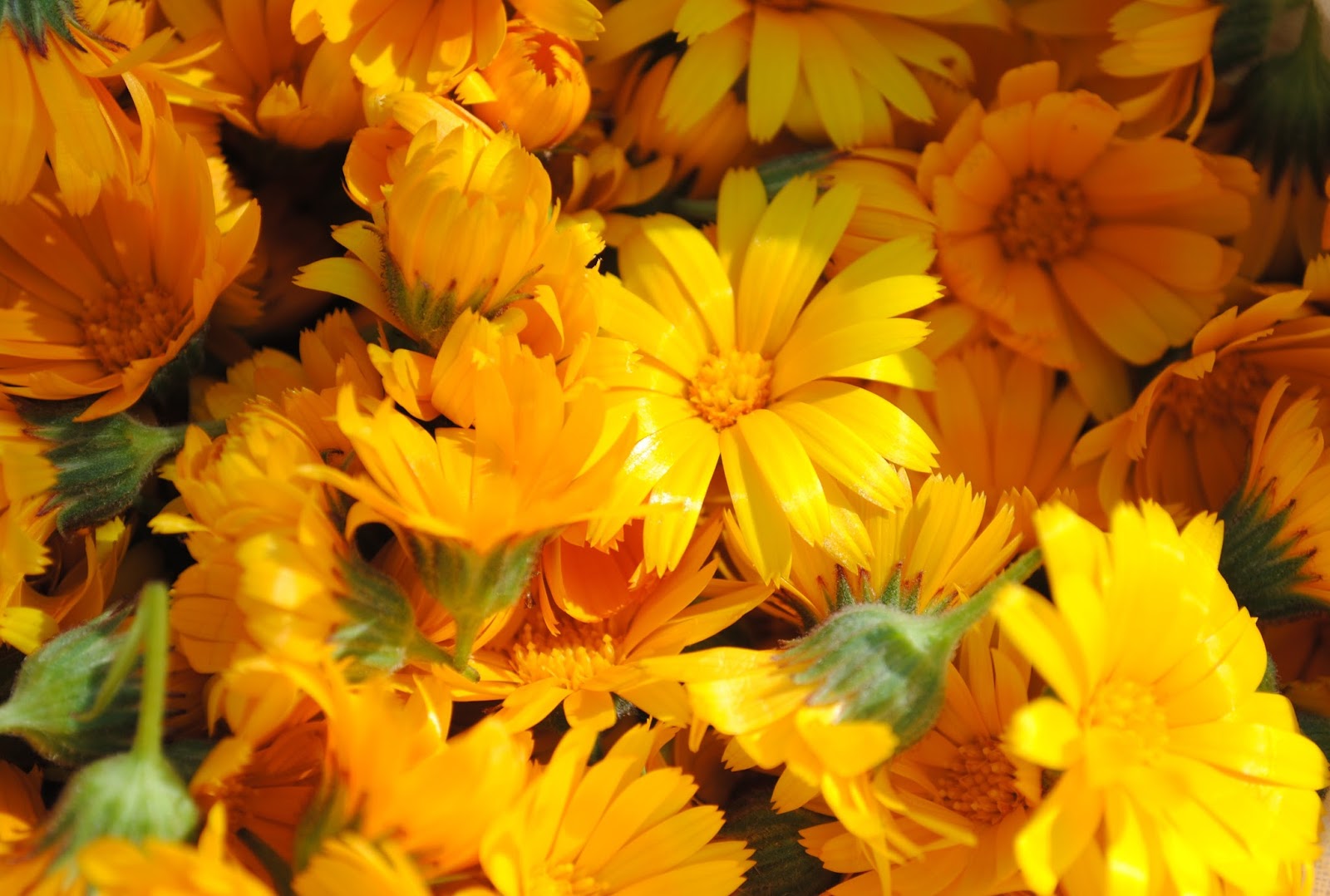 Nourishing Herbs: Calendula, The Cheerful Healer
