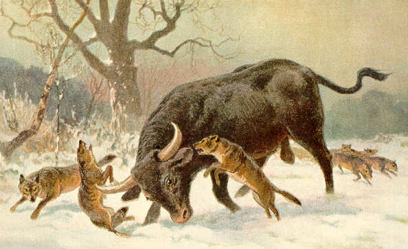 Back of the Cereal Box: Aurochs, Twice in One Weekend
