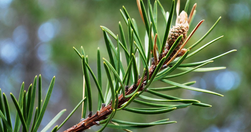 Pinus banksiana - Jack Pine care and cultivation | Travaldo's blog