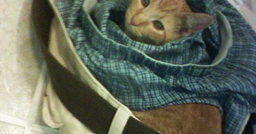 Cat Chit Chat: I am pessimistic about cat domestication