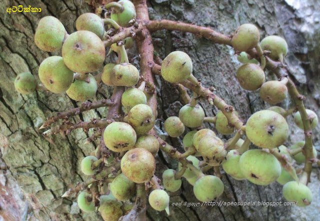 අට්ටික්කා [Attikka] (Ficus racemosa) ~ අපේ ඔසුපැළ Medicinal Plants of ...