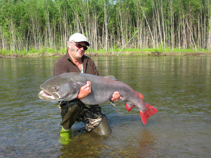 Chavanga Fish Blog: Khabarovsk Taimen fishing tour