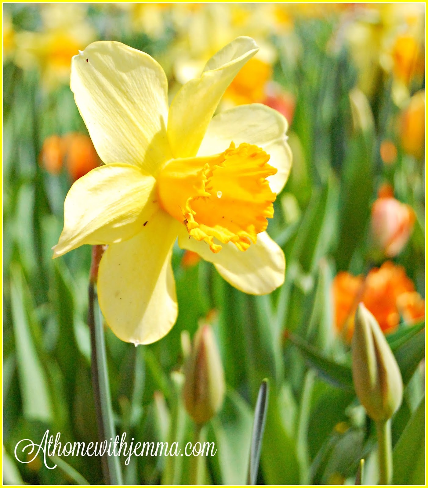 Wispy Willow Flower Farm - At Home with Jemma