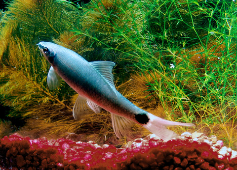 Nature Lover: Rainbow Shark