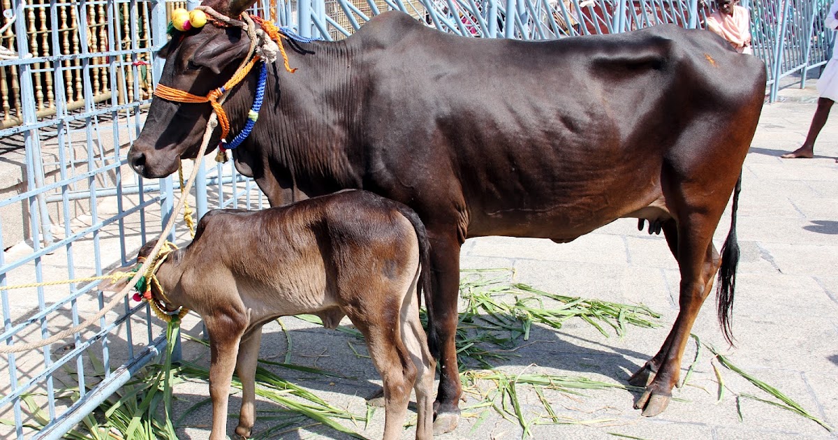 Hari Sarvotama: SADAACHARA SMRUTI - GOVU VANDHANA