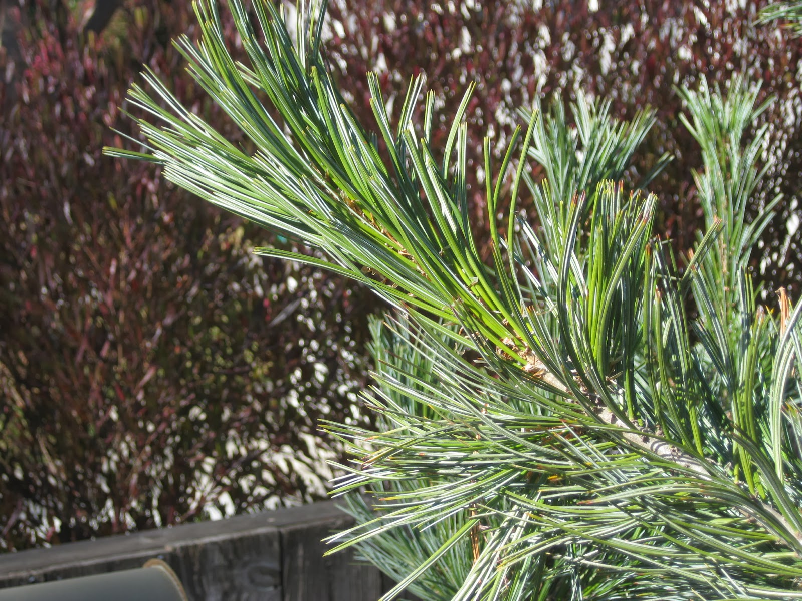 Trees of Santa Cruz County: Pinus flexilis 'Vanderwolf's Pyramid ...