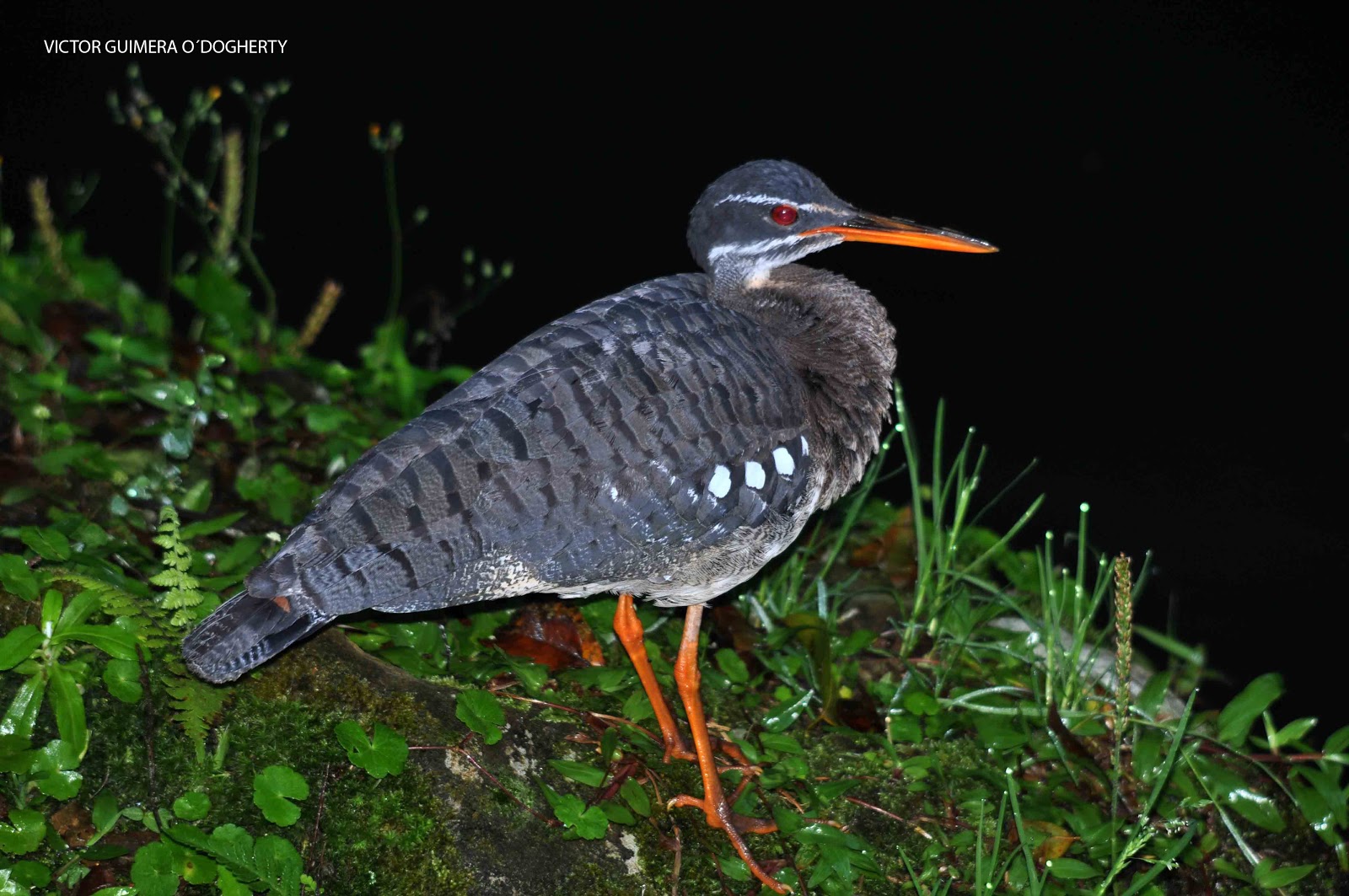 Mis imágenes de aves: DE NUEVO EL AVE SOL, ESTA VEZ AMERICANA.