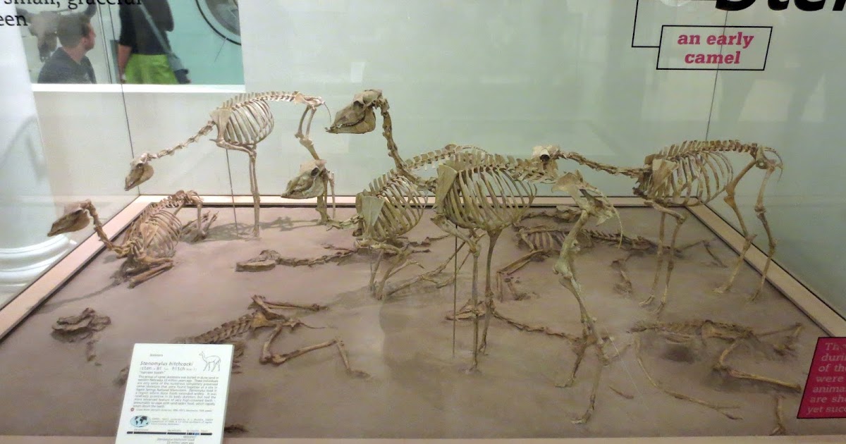 Equatorial Minnesota: North American camels: not the run-of-the-mill ...