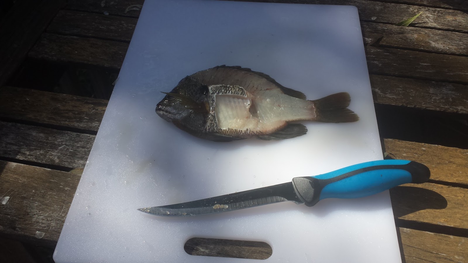 Lone Star Parson: How To Fillet A Sunfish