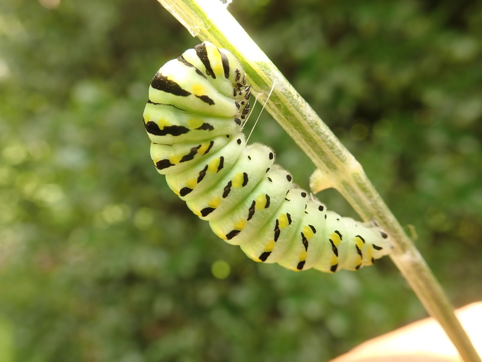 Springfield Plateau: Black Swallowtail