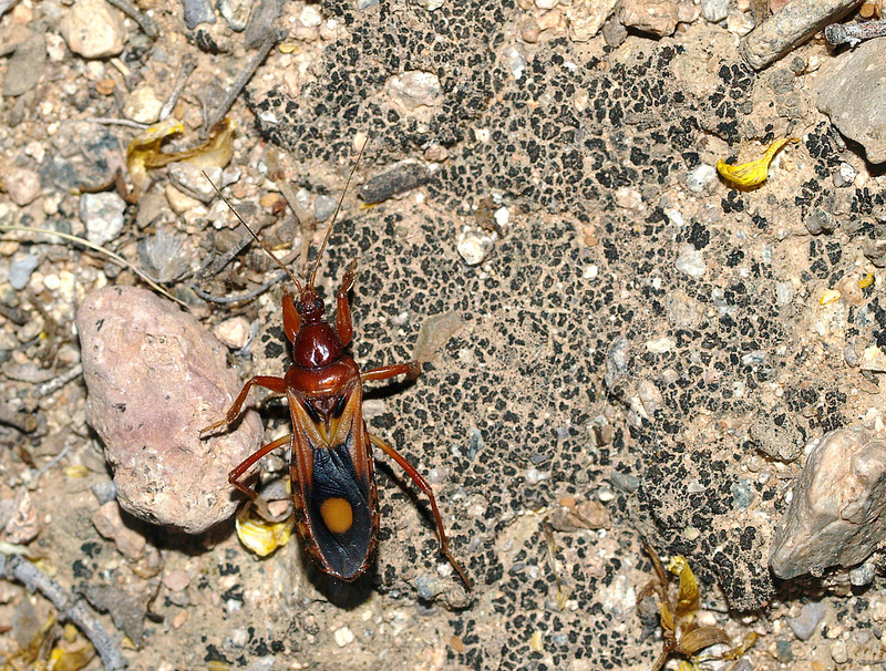 Arizona: Beetles, Bugs, Birds and more: The background is most important
