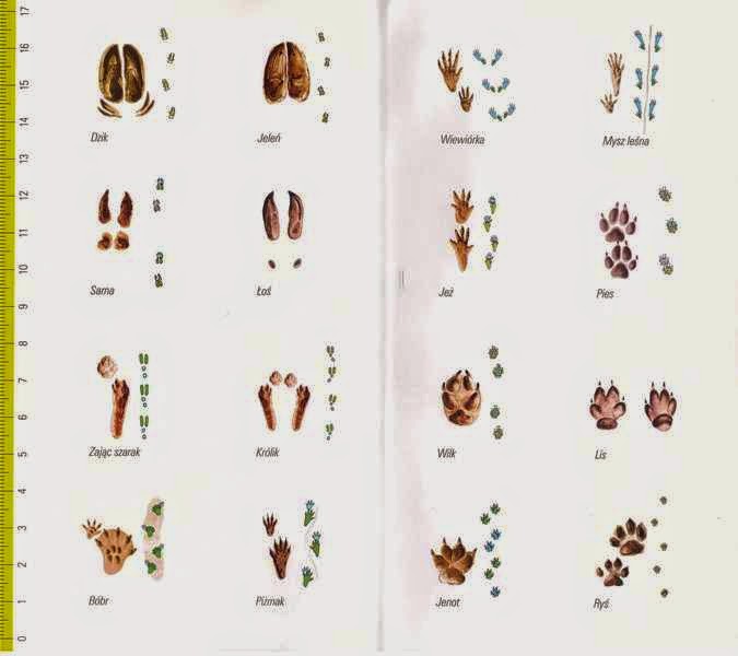 Łemkowyna, na Beskidzie Niskim: Tropy zwierząt