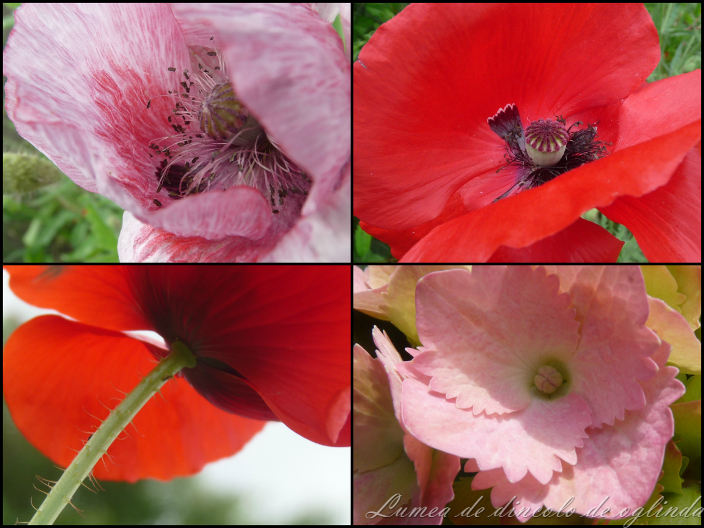 Lumea de dincolo de oglinda: Maci si flori de camp....