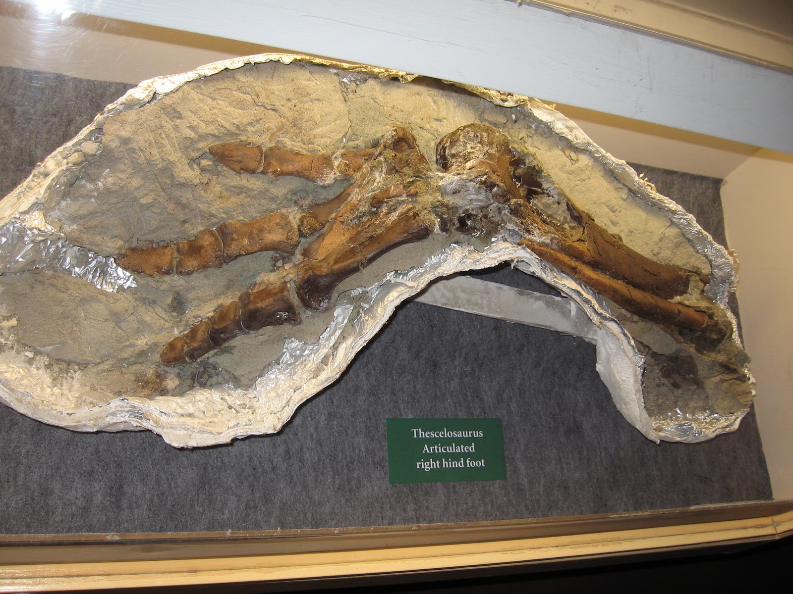 RMDRC paleo lab: Show Thescelosaurus some love