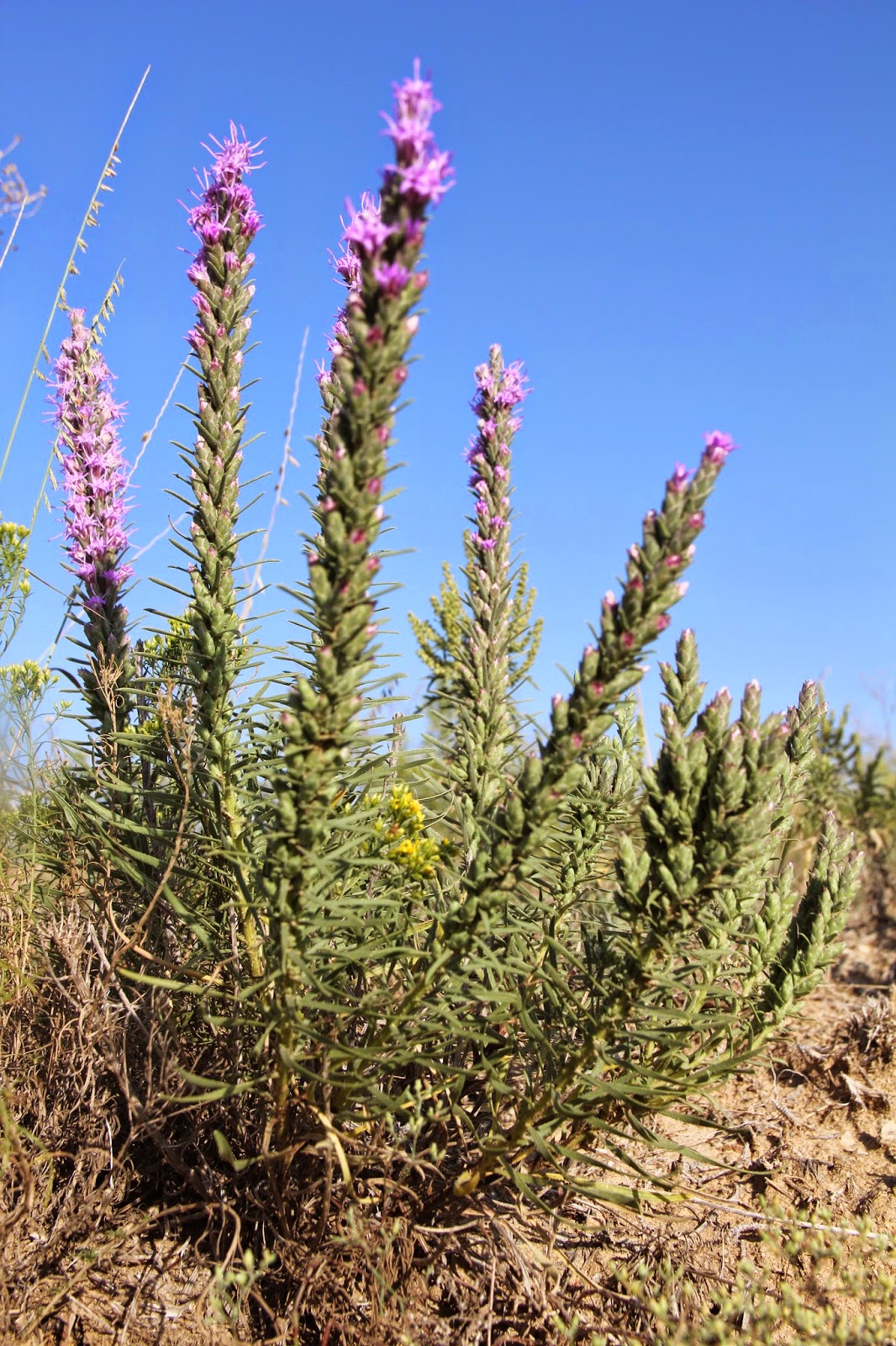 The Kansas Outback: Legends of the Fall .... Wildflowers