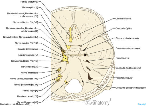 DENTOBLOG : Pares craneales y Agujeros endocraneo