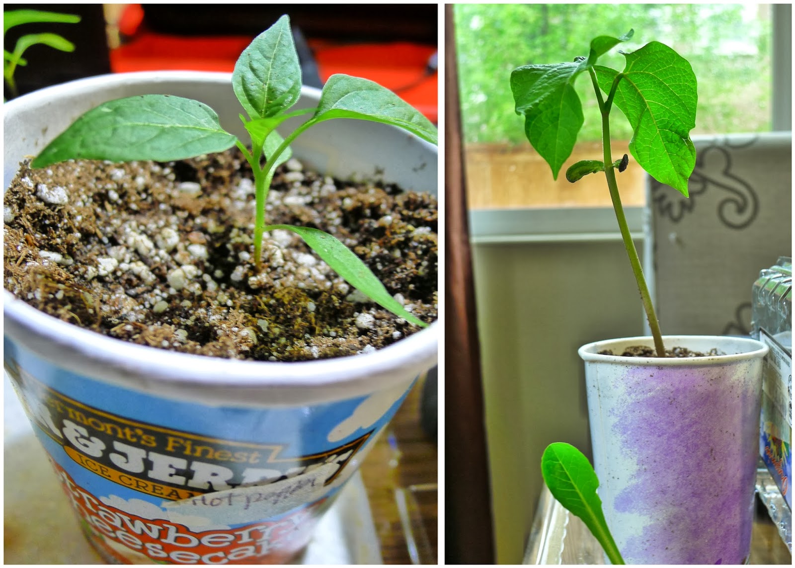 Do Cartwheels with Me: How to Start your Seeds Indoors