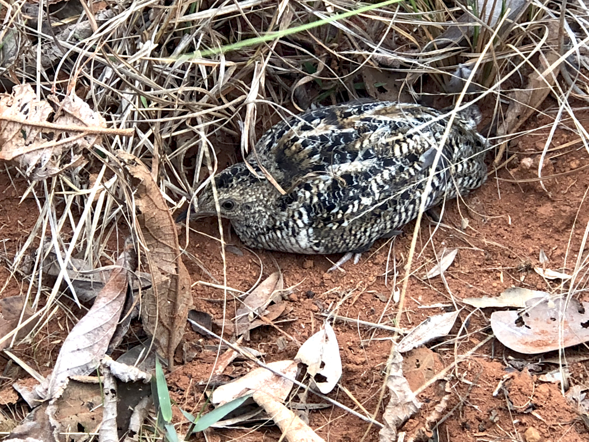 Expedições Fitogeográficas - Brasil e América do Sul: novembro 2018