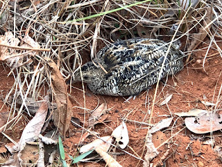 Expedições Fitogeográficas - Brasil e América do Sul: novembro 2018