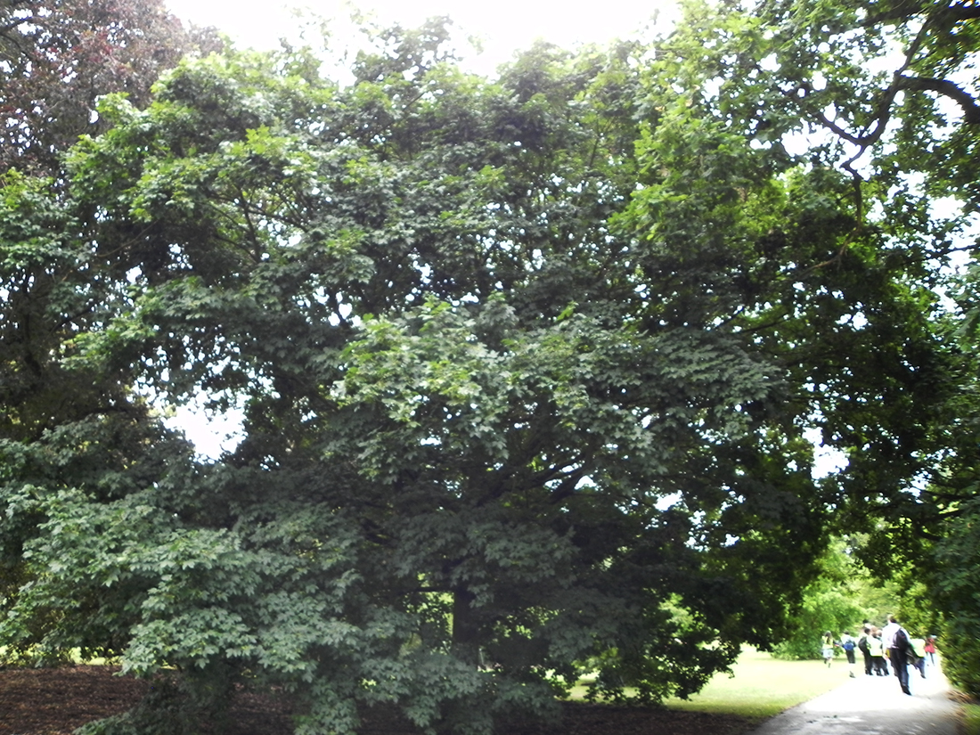 Á R B O L E S (T R E E S) y P A L M E R A S (P A L M S): Acer campestre ...