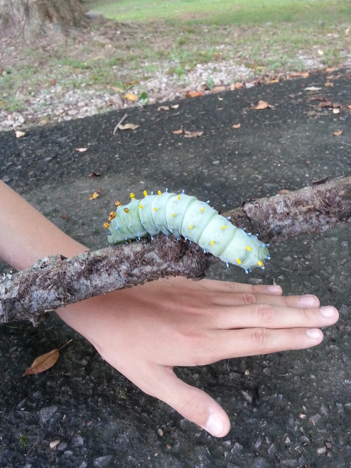 Exploring Lands: The Beeches, Springfield, TN