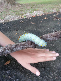 Exploring Lands: The Beeches, Springfield, TN