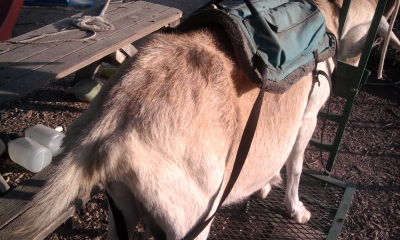 Sierra Pack Goats Blog: How to Saddle a Goat