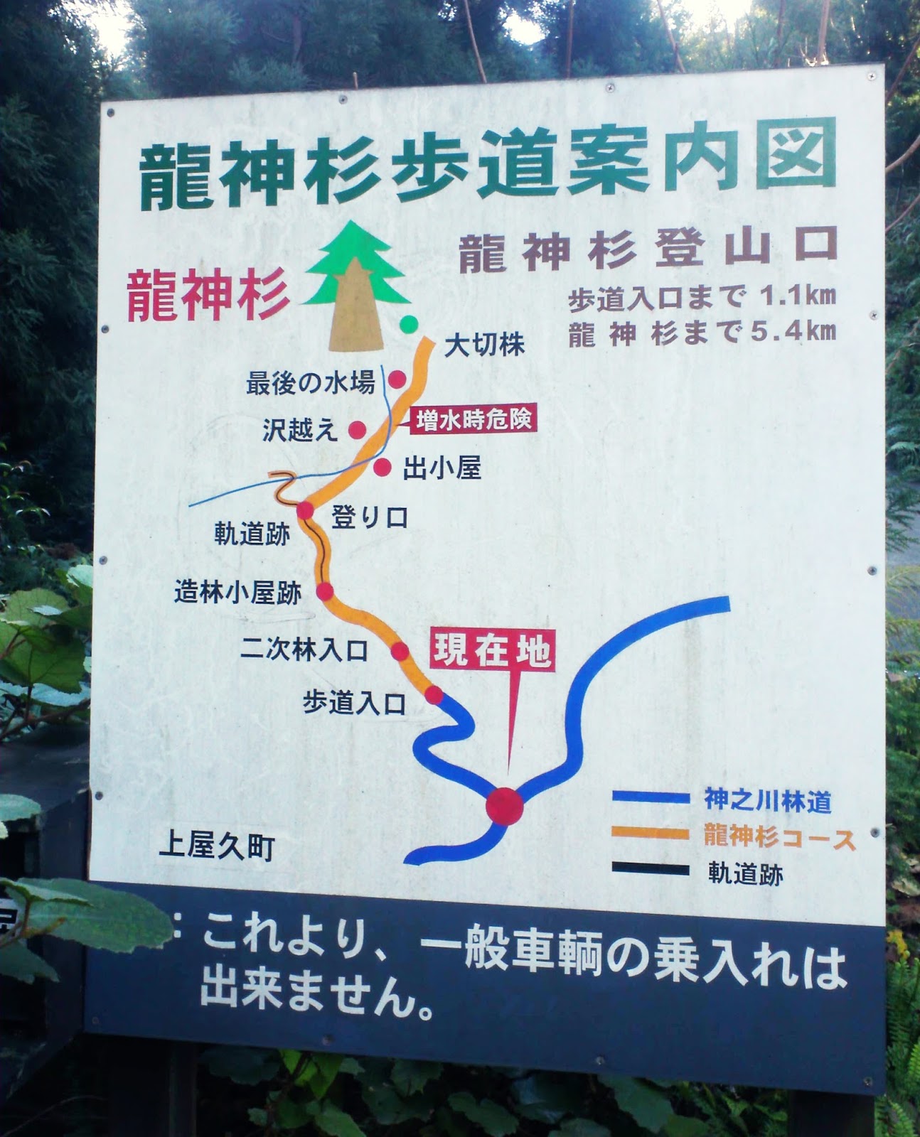 Yakushima Life: Ryujin Sugi: Jomon Sugi's Alter Ego