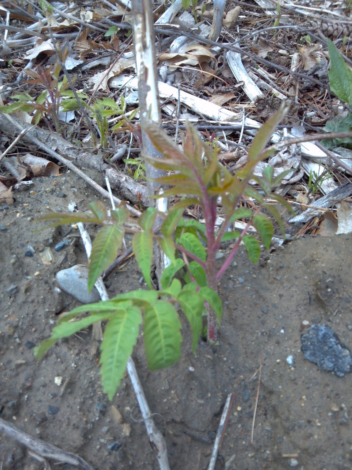 Just a Mom Outside: Foraging for Dinner