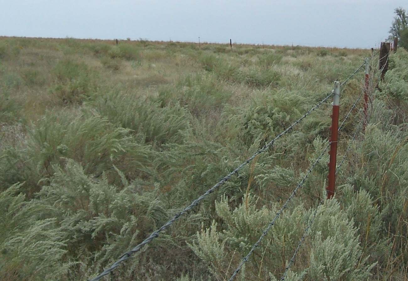Freedom At 51: Good Morning Amarillo, Texas