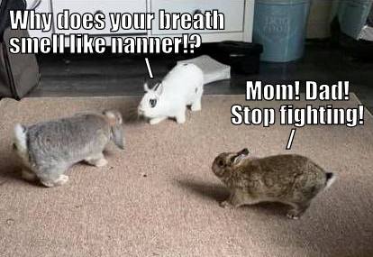 Rabbit Ramblings: Funny Bunny Memes