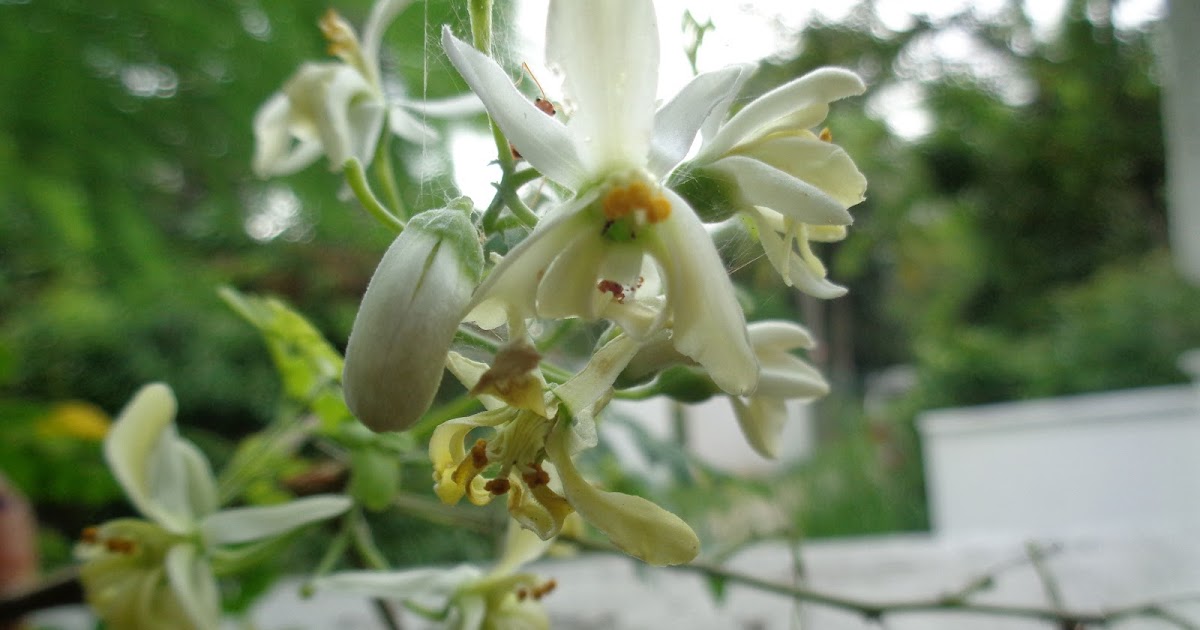 The Sri Lanka Sceneries: Moringa oleifera/Murunga