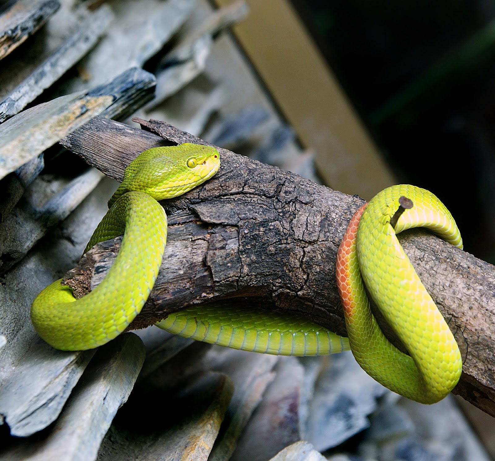 Horóscopo Chino - Serpiente de Fuego
