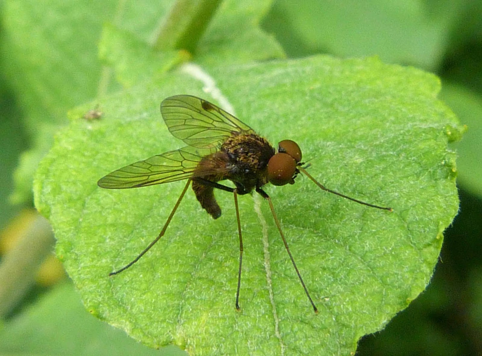 Insects of Scotland: Snipe Flies