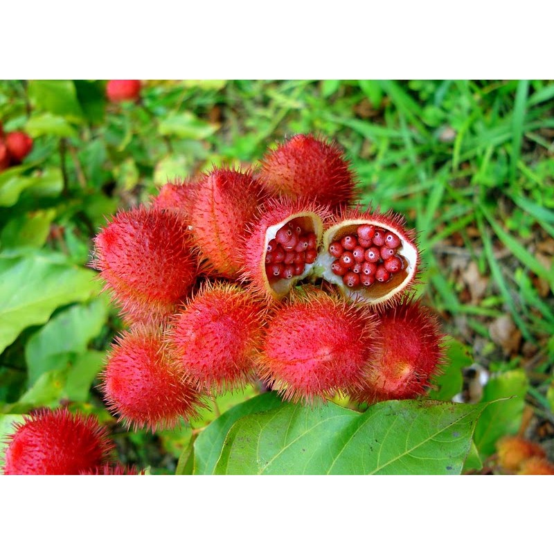 Receitas de Todos os Dias: Urucum, o famoso colorau, emagrece além de ...