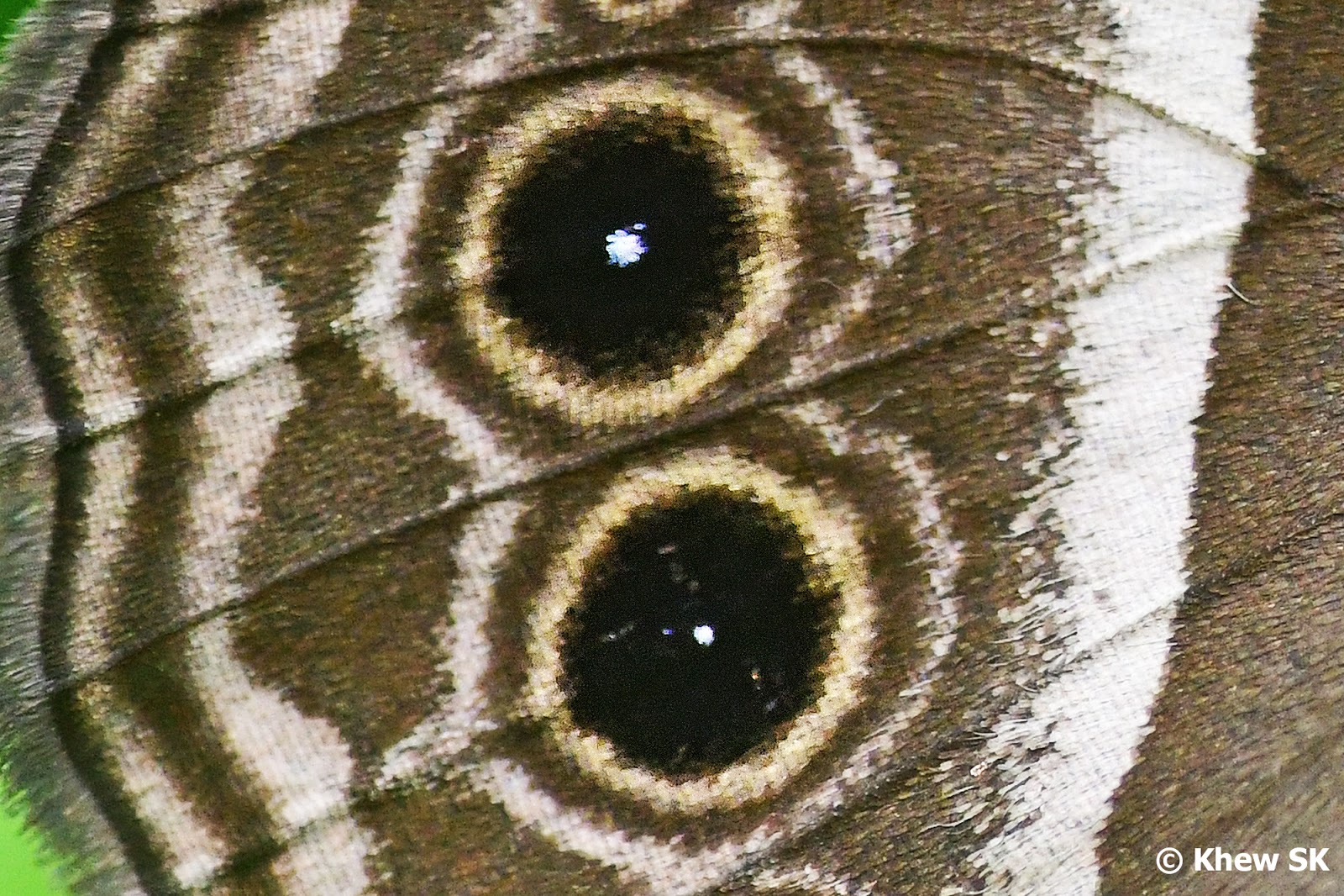 Butterflies of Singapore: Butterfly Eyespots