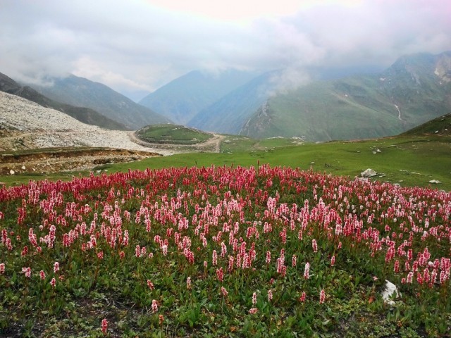 All Good Things About Pakistan: Noori Top: Beauty at its peak!