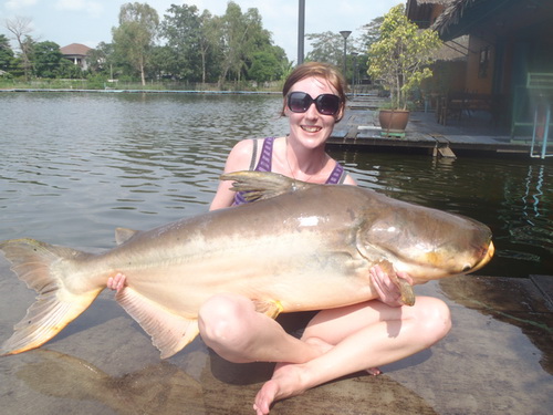 Ikan Terbesar Air Tawar Dari Jenis Catfish |MyRokan