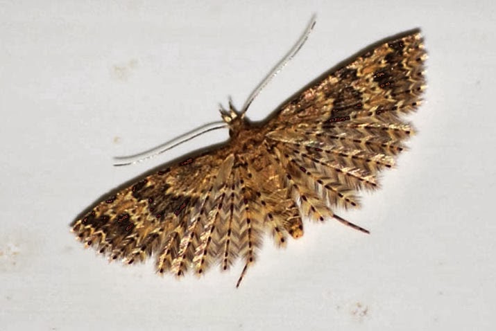 French wildlife and beekeeping: Twenty plume moth - Alucita-hexadactyla