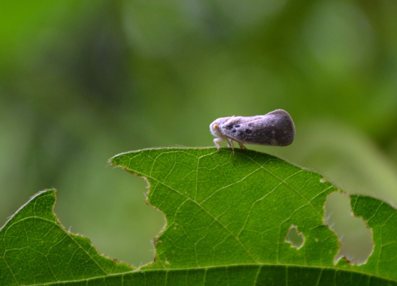 Woods Walks and Wildlife: Garden Creatures: Predators, Pollination, and ...