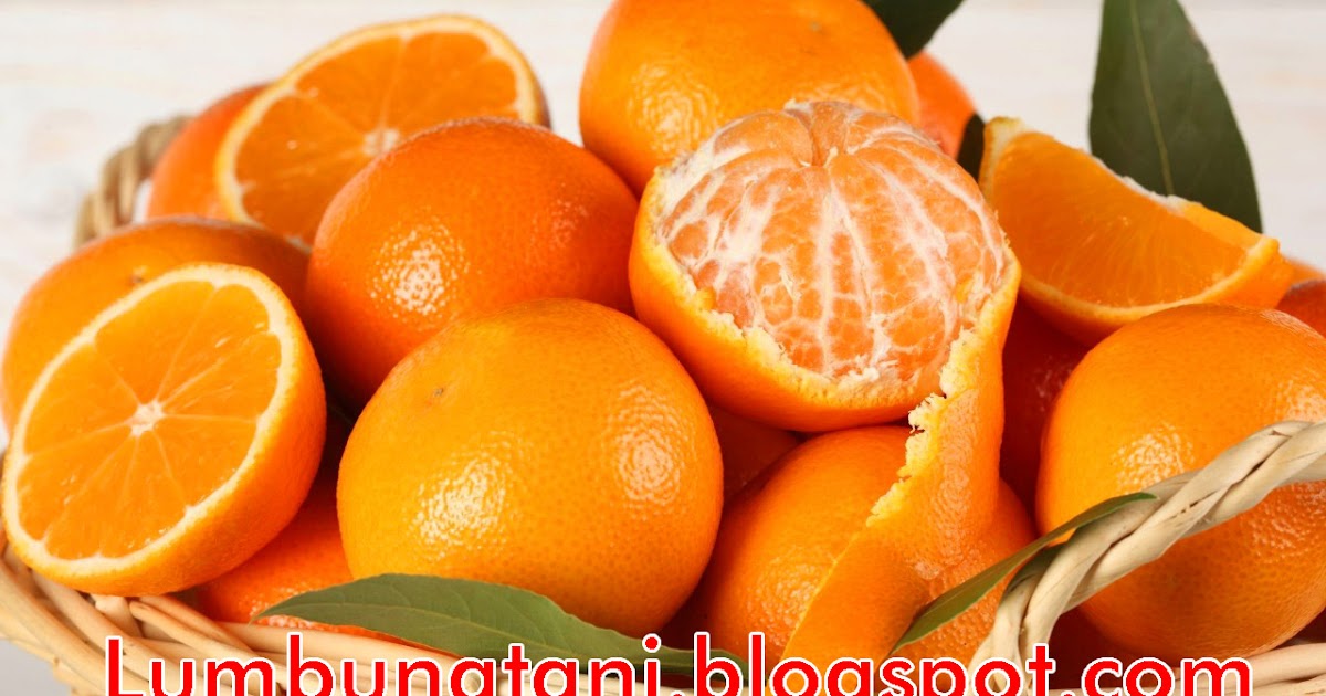 NILAI gizi jeruk manis dan HARGA per kg ~ LUMBUNG TANI NUSANTARA