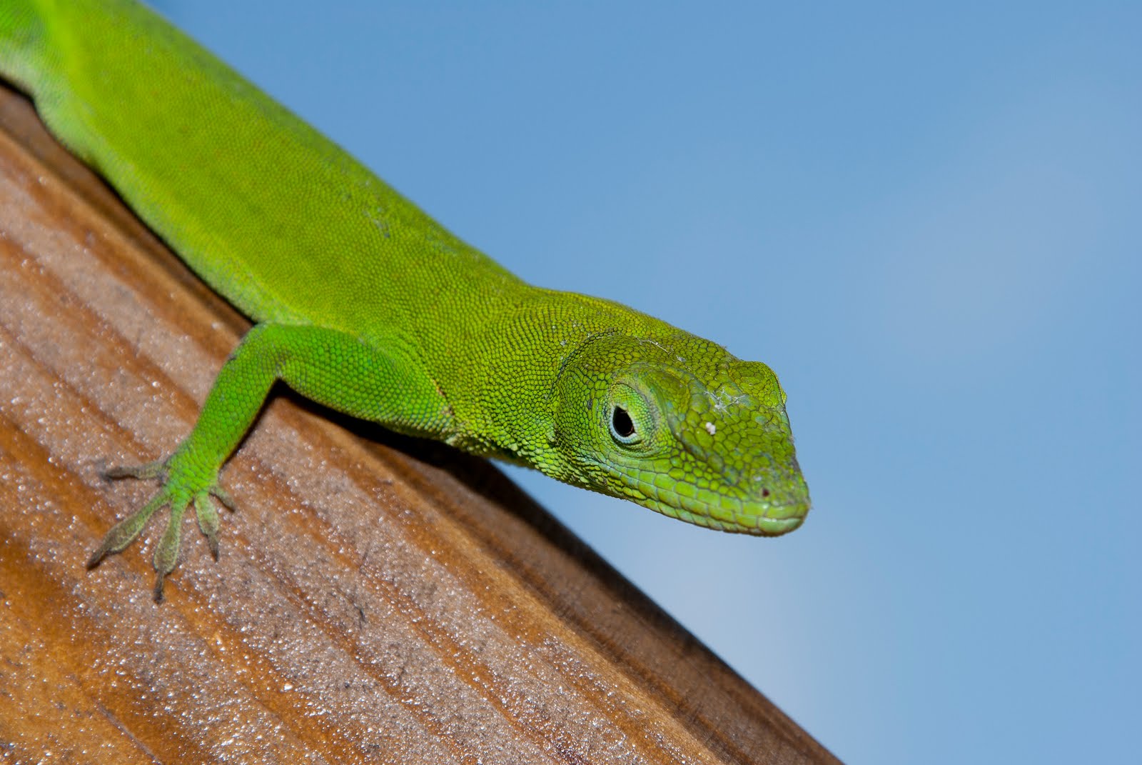 Visto al Pasar: Anole verde de la Hispaniola