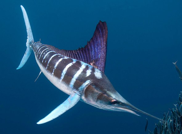 Big Fishes of the World: MARLIN STRIPED (Tetrapturus audax)