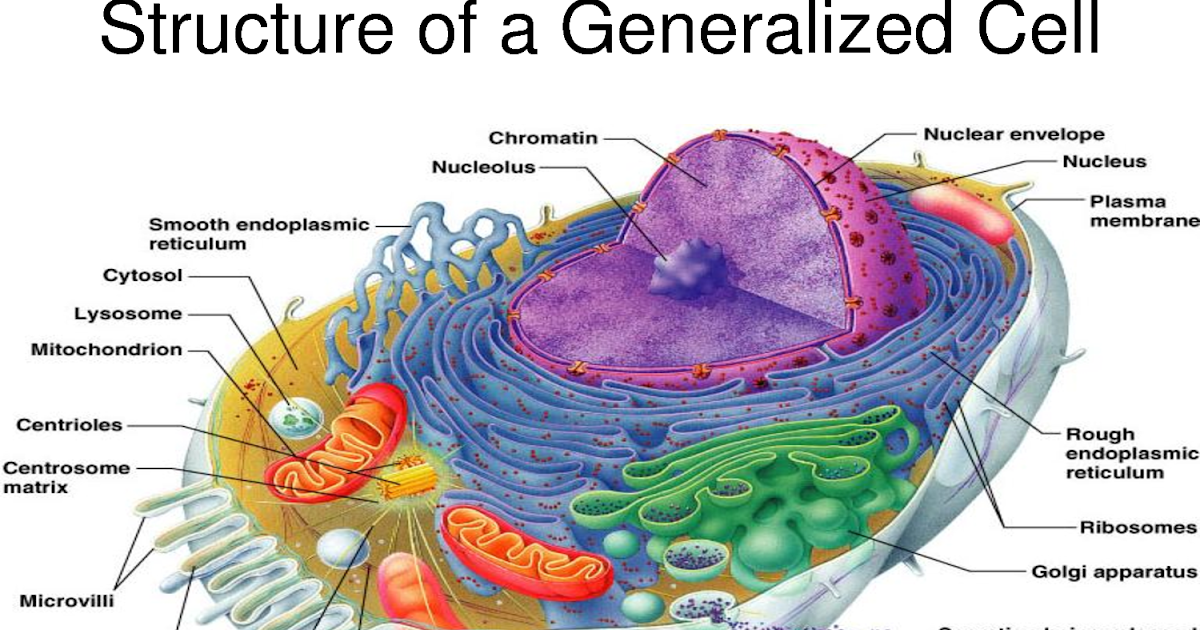 Structure of Cells ~ Zoology-NETWORK