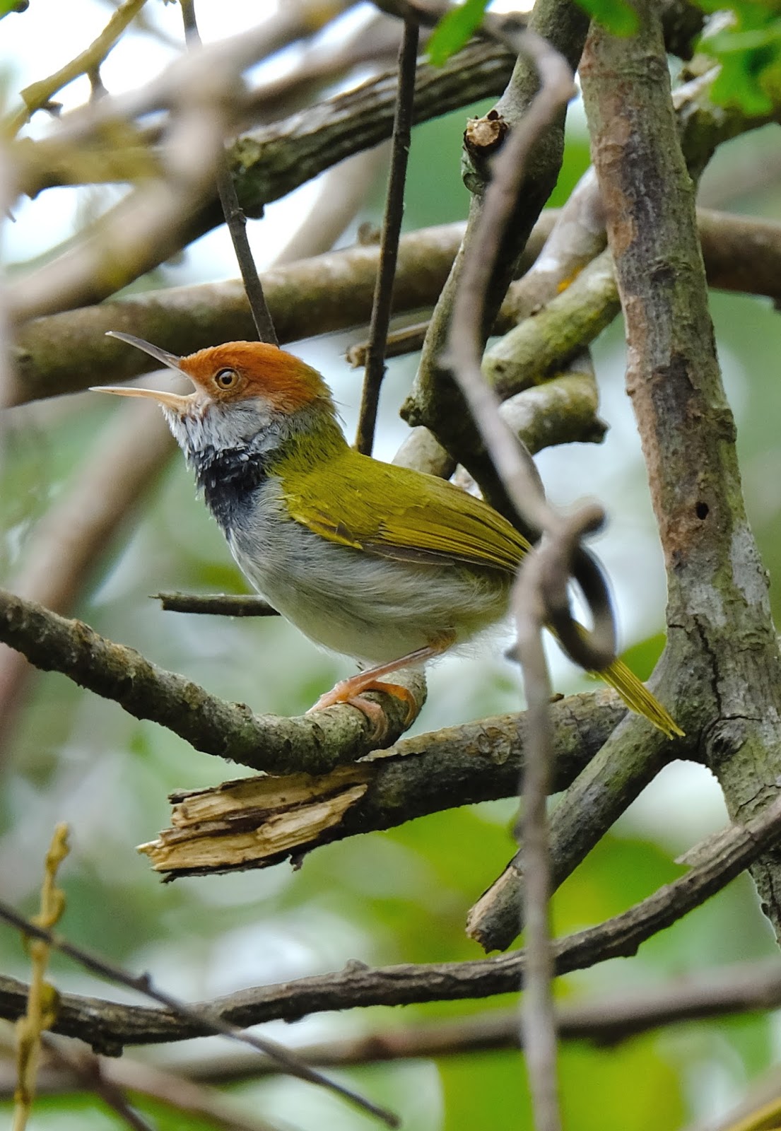 Mike is the name Birding is the game ( Birding in Malaysia - Malaysian ...