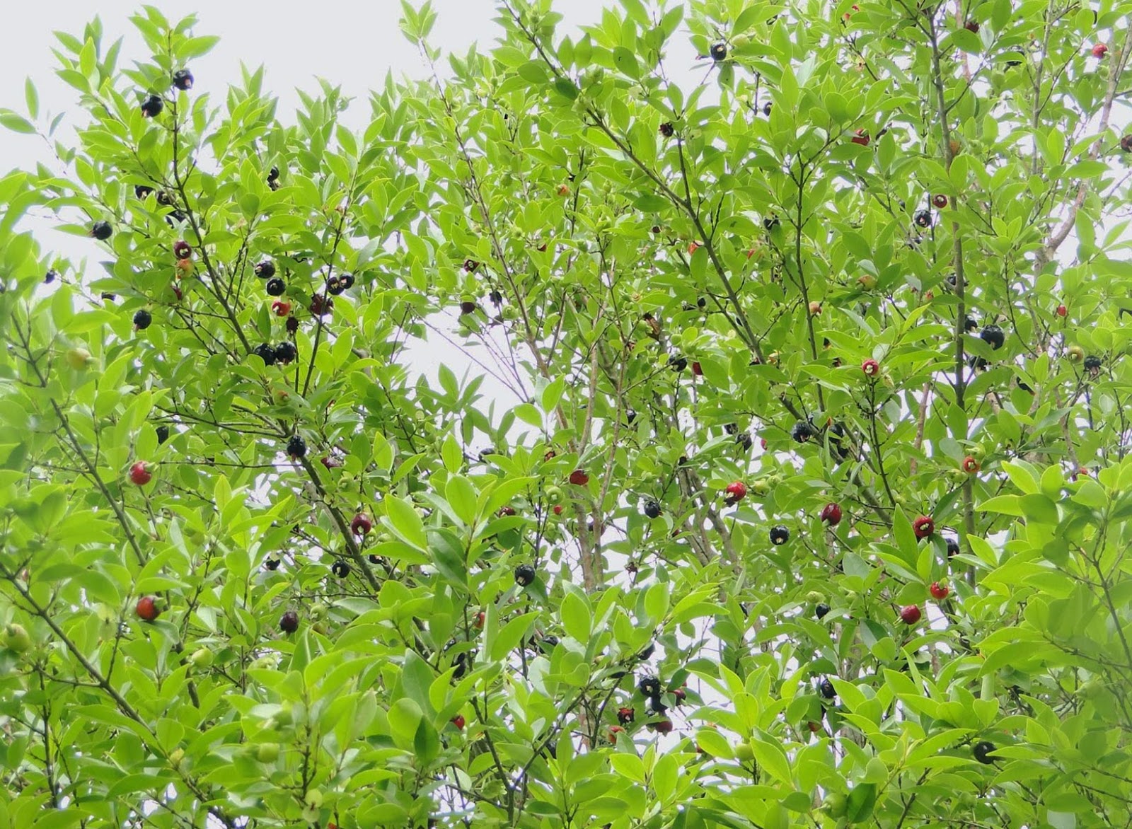 Grupo De Geografia GARP: Grumixama