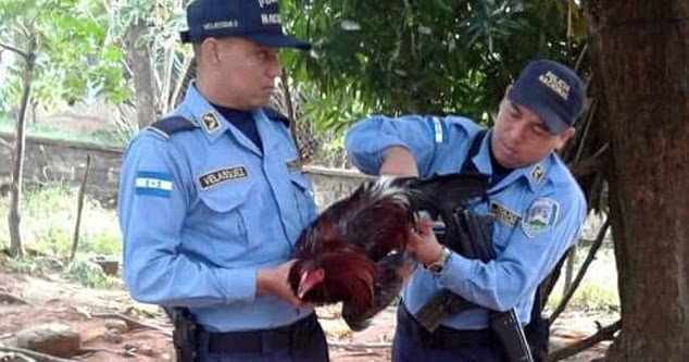 Chicken locked in prison for causing chaos (photos)