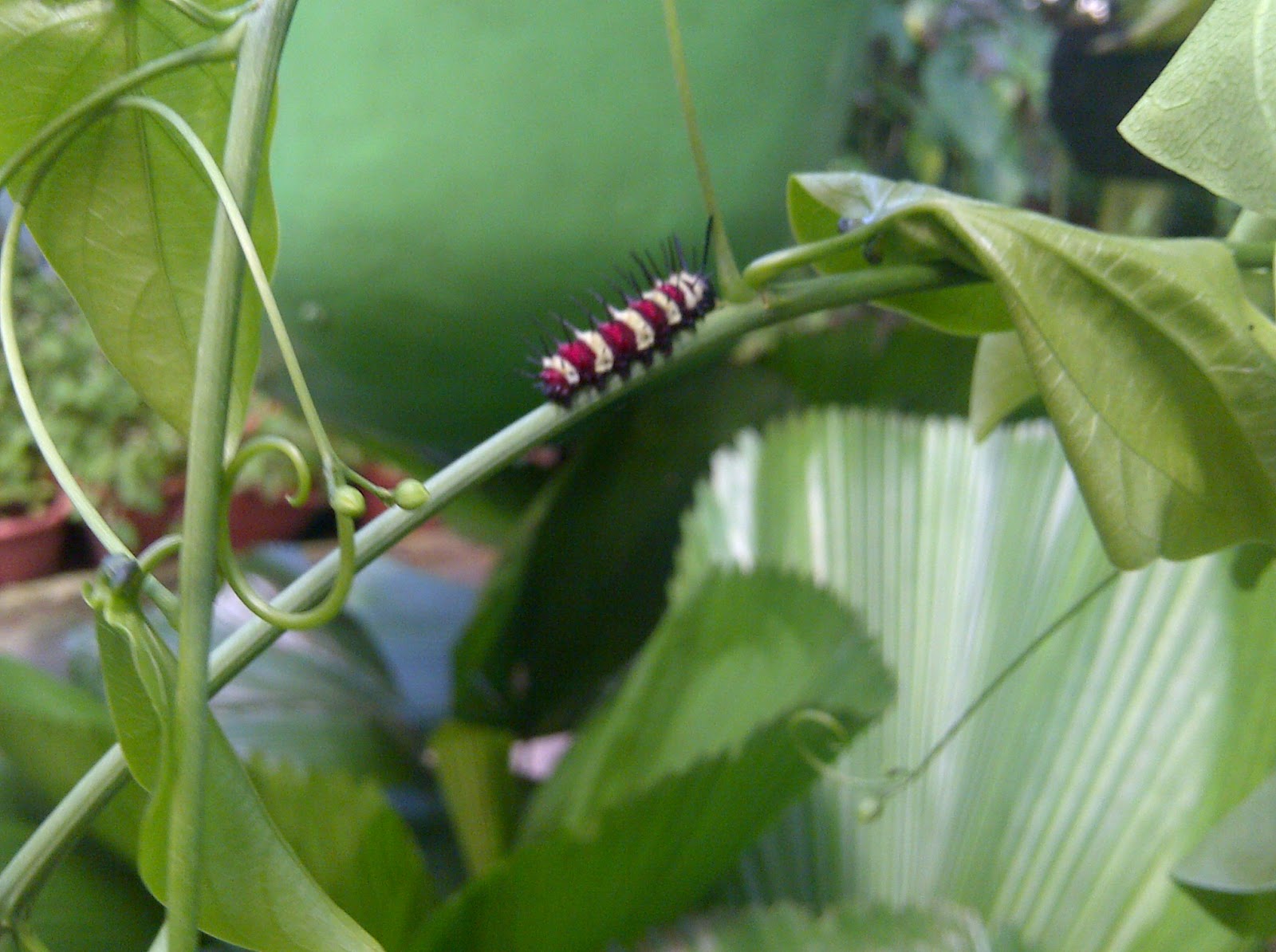 Kitaran hidup sang rama-rama