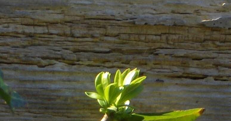 Karen`s Nature Photography: Ivy Plant in Front of Rotten Beam.