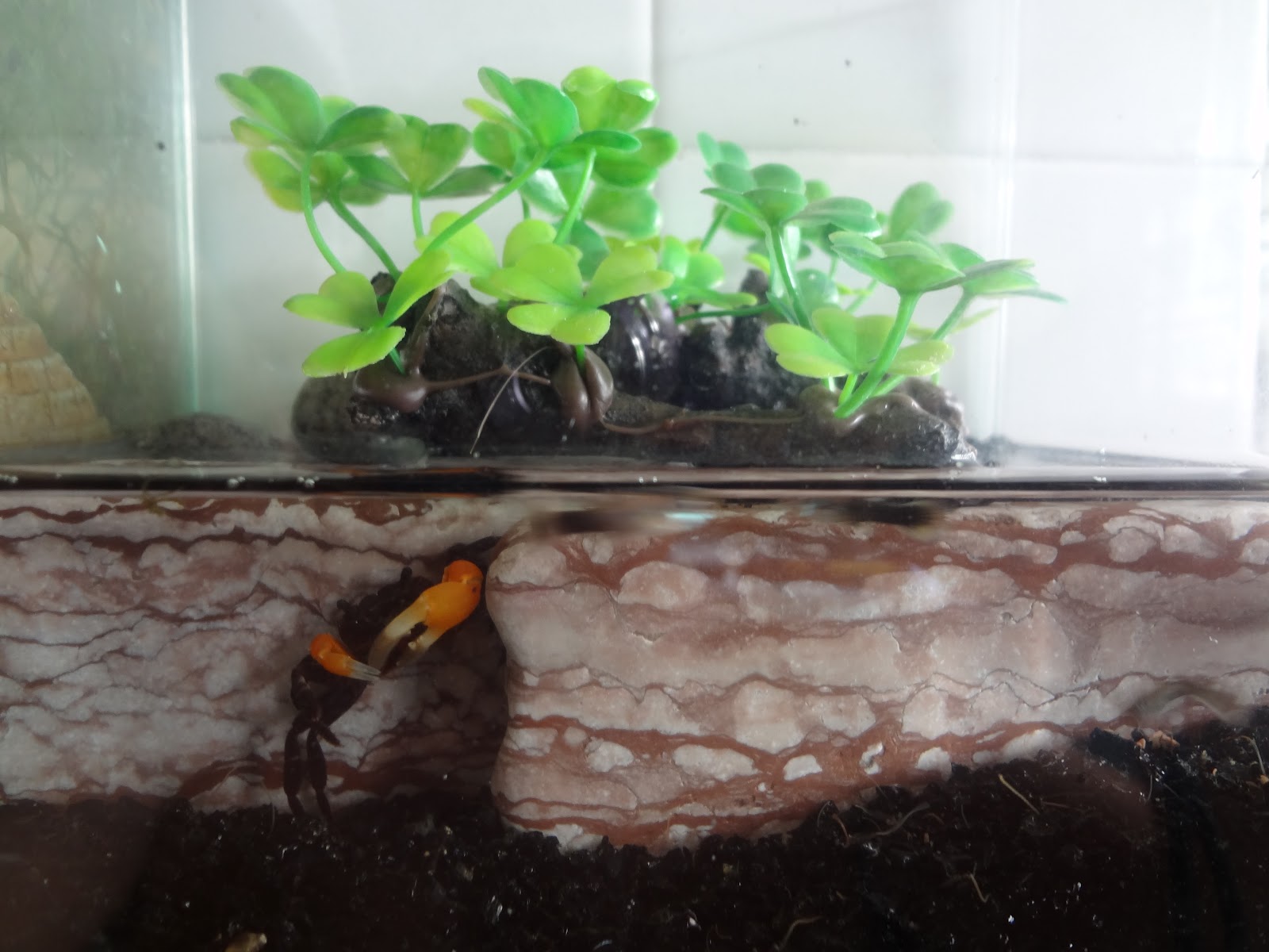 Gabriel Aquatics Supplies: Vampire Crab Setup